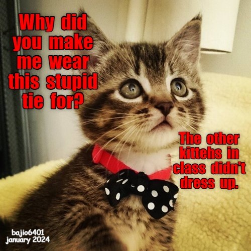Picture day - Lolcats - lol | cat memes | funny cats | funny cat ...