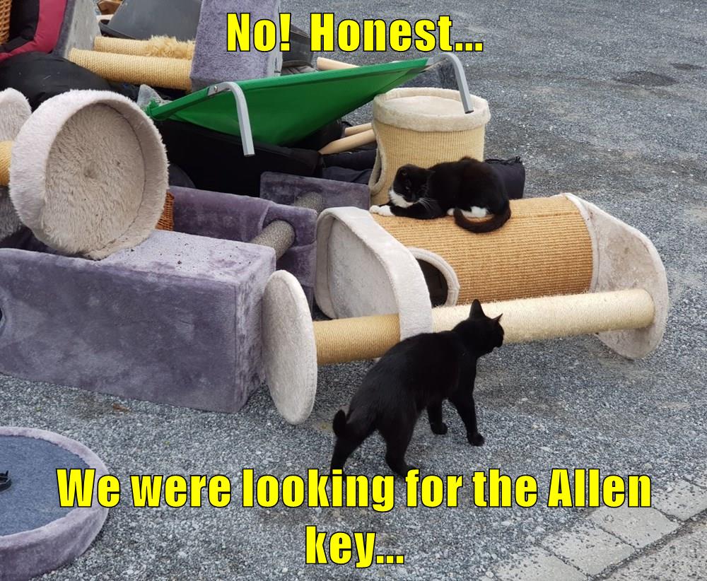 Allen key - Lolcats - lol | cat memes | funny cats | funny cat pictures ...