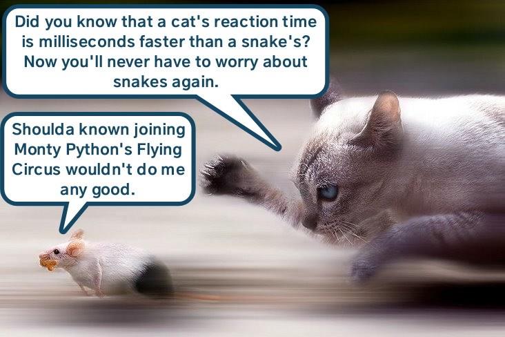 Reaction time - Lolcats - lol | cat memes | funny cats | funny cat ...