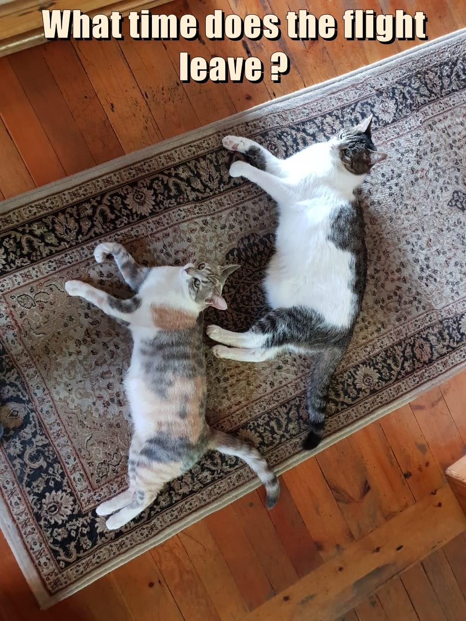 Right meow - Lolcats - lol | cat memes | funny cats | funny cat ...