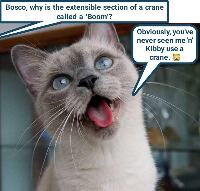 Stand back! - Lolcats - lol | cat memes | funny cats | funny cat ...