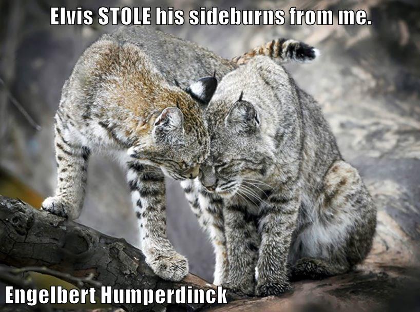 Engelbert Humperdinck - Lolcats - lol | cat memes | funny cats | funny ...