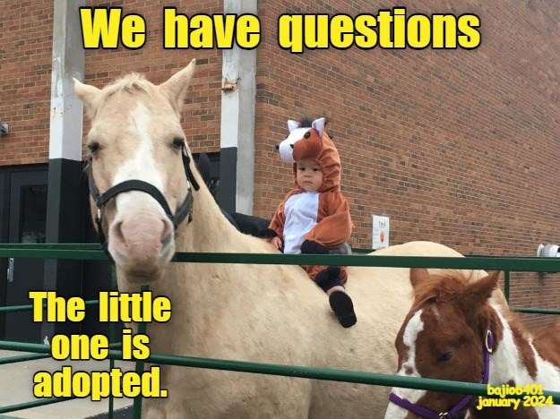 So many questions - Animal Comedy - Animal Comedy, funny animals ...