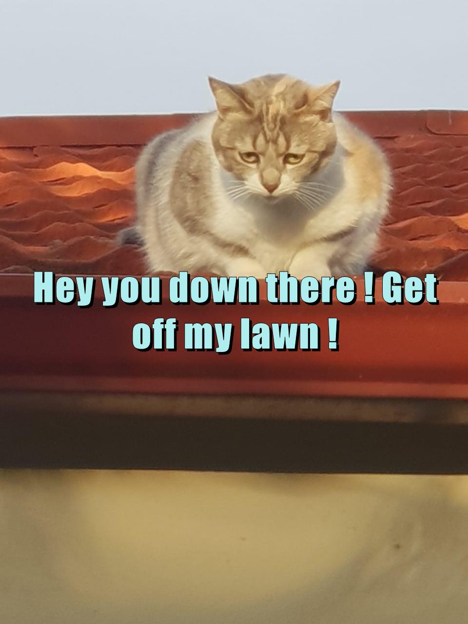 Get off my lawn ! - Lolcats - lol | cat memes | funny cats | funny cat ...
