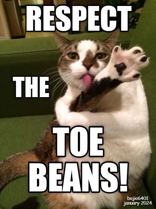 Respect the beanz - Lolcats - lol | cat memes | funny cats | funny cat ...