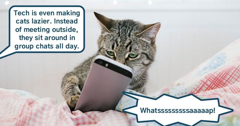 Post that cute calico again, willya? - Lolcats - lol | cat memes ...