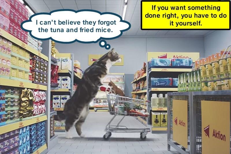 Superior Cat Shopper - Lolcats - lol | cat memes | funny cats | funny ...