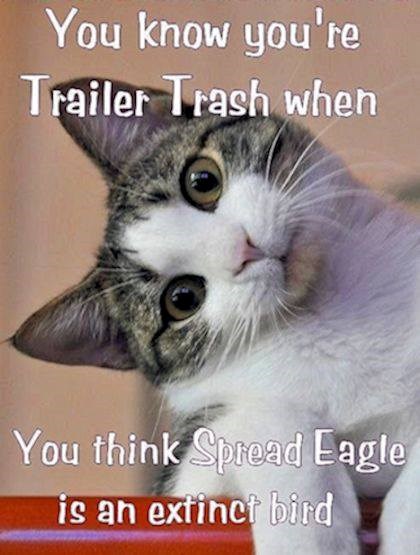 That pesky Trailer Trash - Lolcats - lol | cat memes | funny cats ...