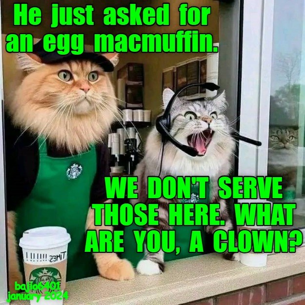 Confused - Lolcats - lol | cat memes | funny cats | funny cat pictures ...