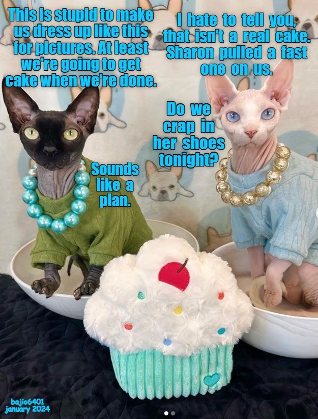 Fake cake - Lolcats - lol | cat memes | funny cats | funny cat pictures ...