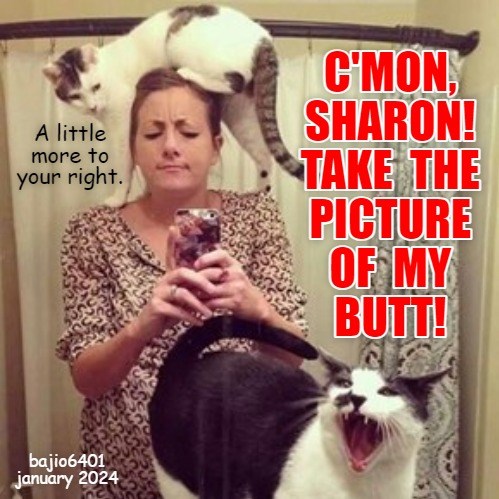 A little more to the right - Lolcats - lol | cat memes | funny cats ...