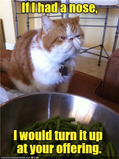 Must has Cheezburger - Lolcats - lol | cat memes | funny cats | funny ...
