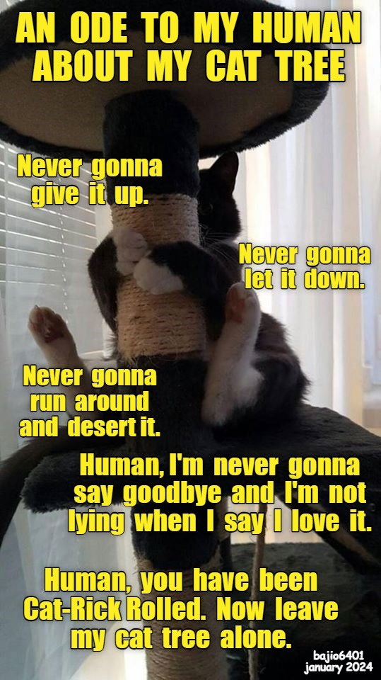 An ode to human - Lolcats - lol | cat memes | funny cats | funny cat ...