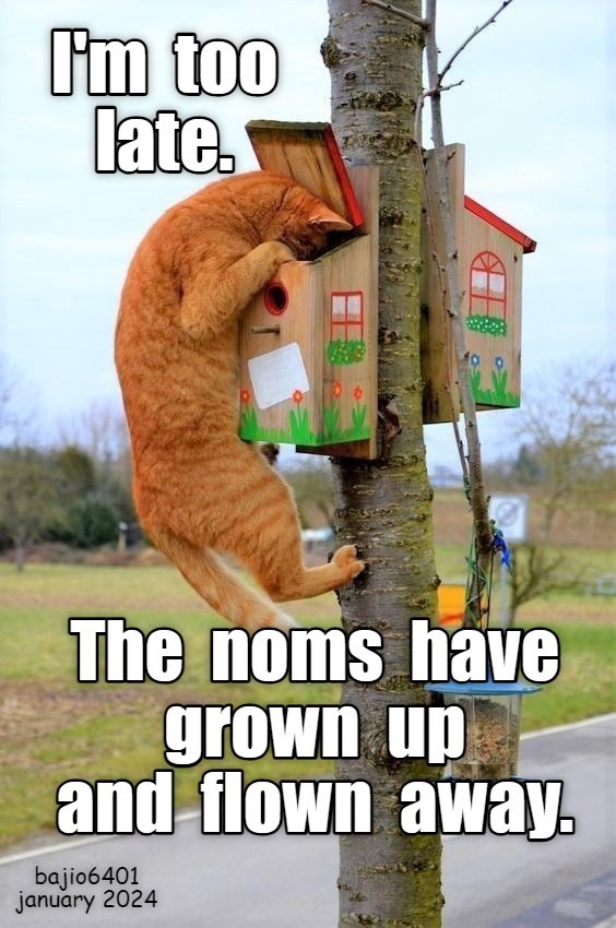 Too late - Lolcats - lol | cat memes | funny cats | funny cat pictures ...