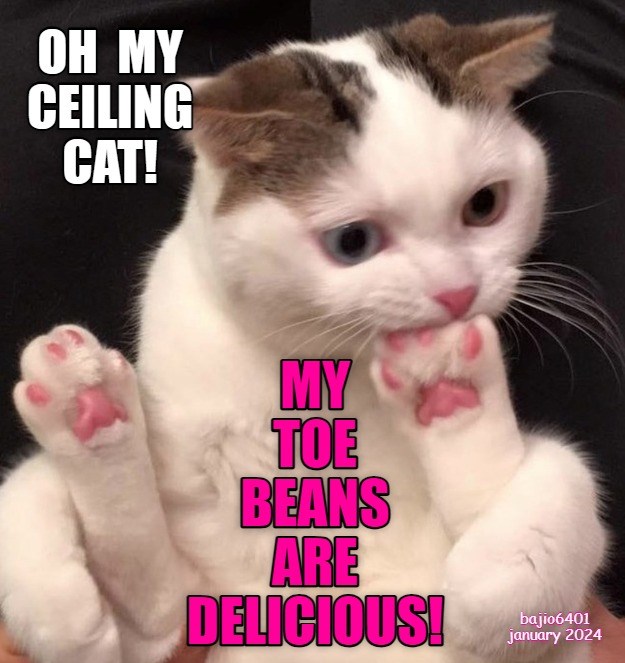 Delicious - Lolcats - lol | cat memes | funny cats | funny cat pictures ...