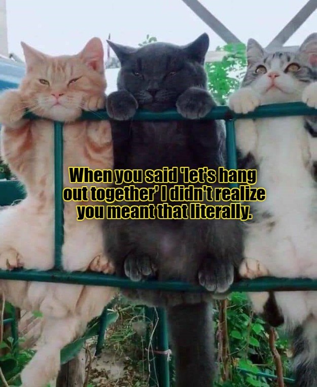 Literally - Lolcats - lol | cat memes | funny cats | funny cat pictures ...