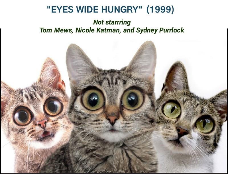 Eyes Wide Hungry - Lolcats - lol | cat memes | funny cats | funny cat ...