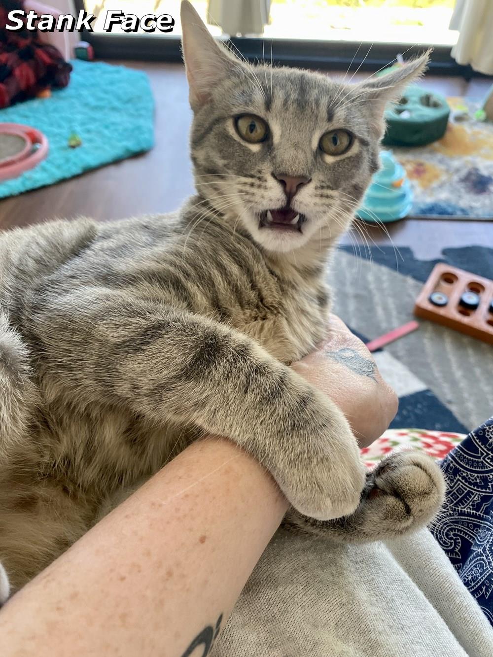 Stank face - Lolcats - lol | cat memes | funny cats | funny cat ...