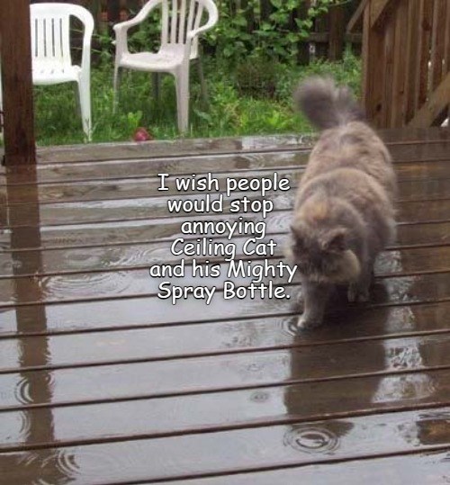 The mighty spray bottle - Lolcats - lol | cat memes | funny cats ...