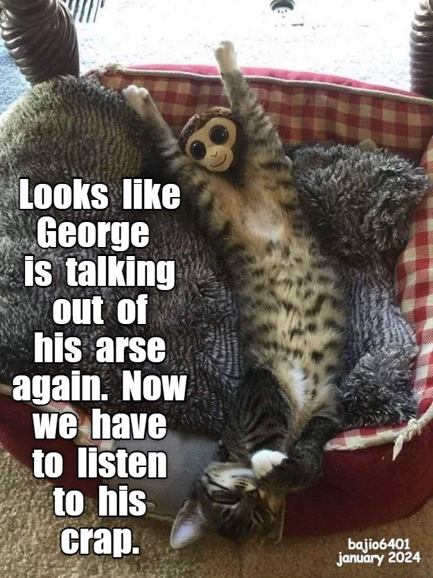 Not again - Lolcats - lol | cat memes | funny cats | funny cat pictures ...