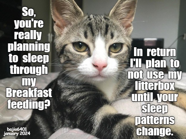 Let's make a deal - Lolcats - lol | cat memes | funny cats | funny cat ...