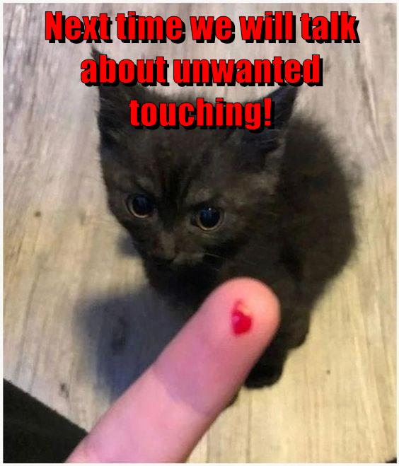 Unwanted touching - Lolcats - lol | cat memes | funny cats | funny cat ...