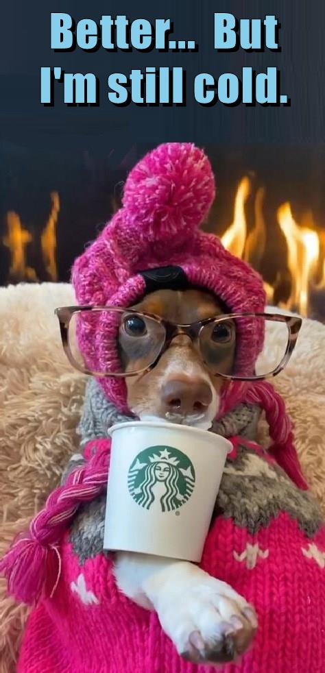 Still cold - Animal Comedy - Animal Comedy, funny animals, animal gifs