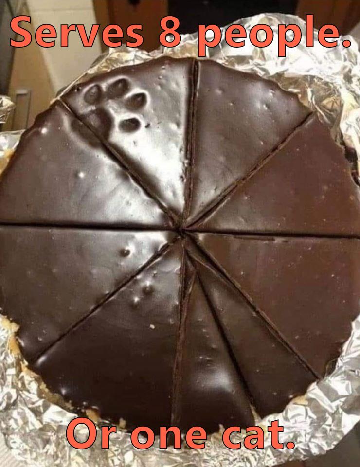 The cat wins - Lolcats - lol | cat memes | funny cats | funny cat ...