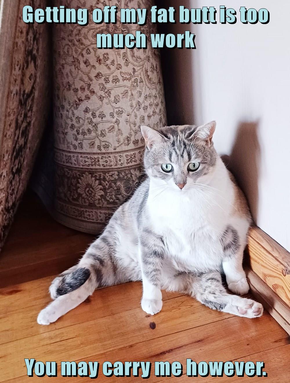 Carry me - Lolcats - lol | cat memes | funny cats | funny cat pictures ...