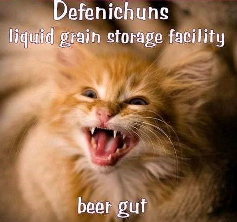 Beer gut - Lolcats - lol | cat memes | funny cats | funny cat pictures ...