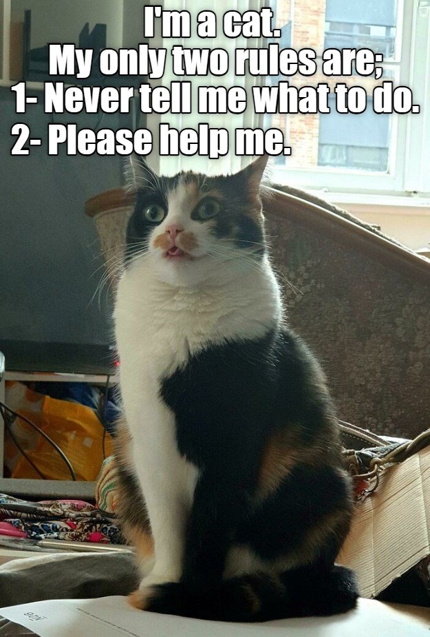 Cat rules - I Can Has Cheezburger?