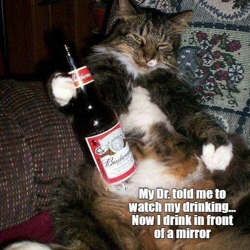 Watch your drinking - Lolcats - lol | cat memes | funny cats | funny ...