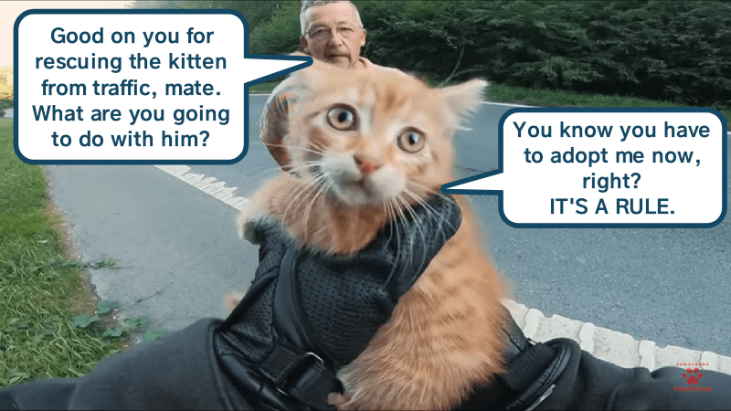 The Rule - Lolcats - lol | cat memes | funny cats | funny cat pictures ...