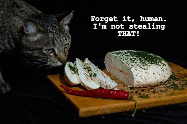 Forget it, human - Lolcats - lol | cat memes | funny cats | funny cat ...