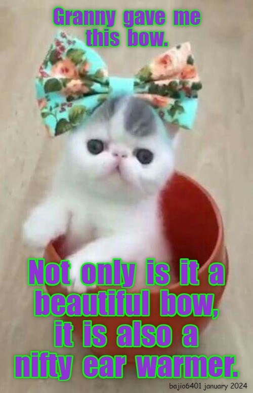 Granny's the best - Lolcats - lol | cat memes | funny cats | funny cat ...