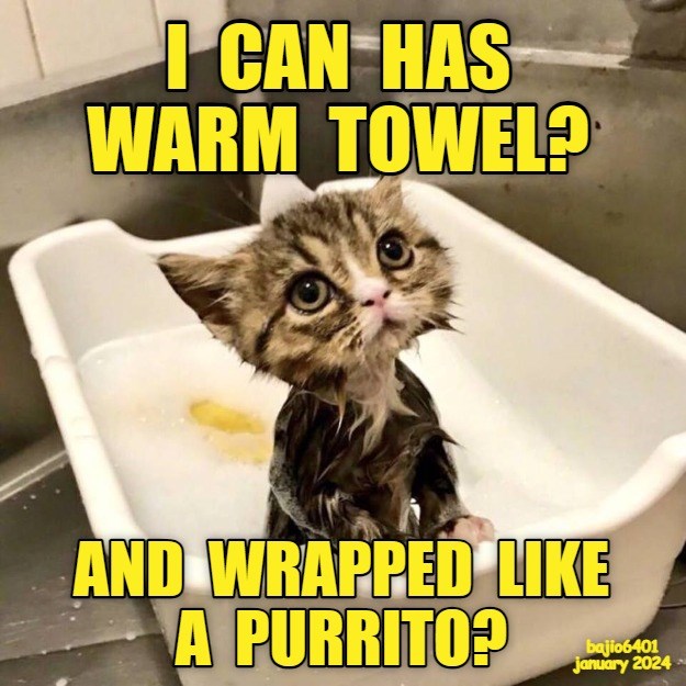 One purrito incoming - Lolcats - lol | cat memes | funny cats | funny ...