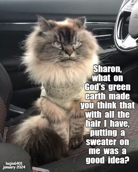 Sweater weather - Lolcats - lol | cat memes | funny cats | funny cat pictures with words on them ...