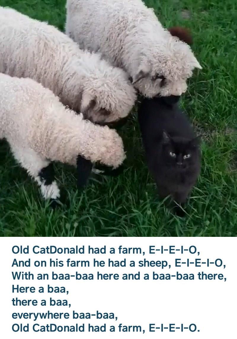 Old CatDonald - Lolcats - lol | cat memes | funny cats | funny cat ...