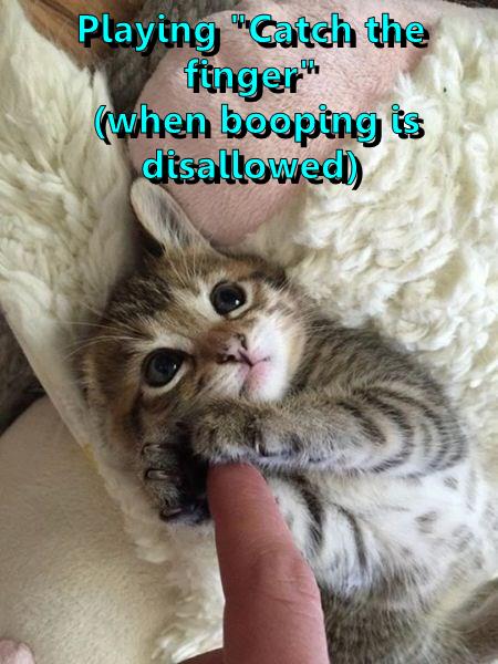When booping is disallowed - Lolcats - lol | cat memes | funny cats ...