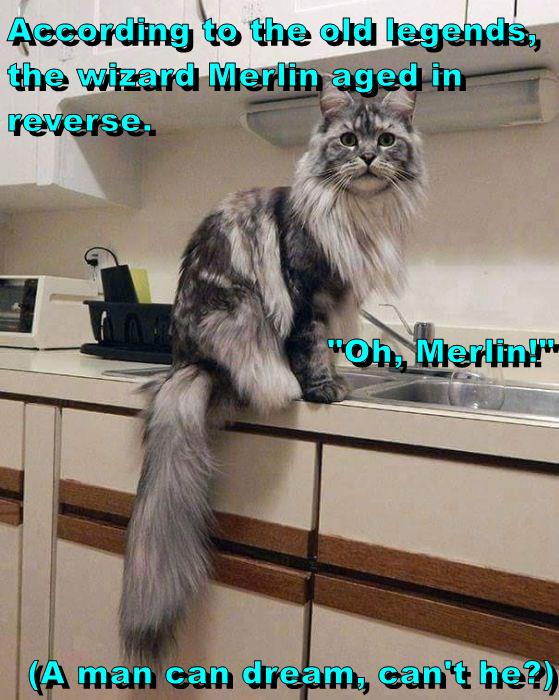 Oh, Merlin! - Lolcats - lol | cat memes | funny cats | funny cat ...