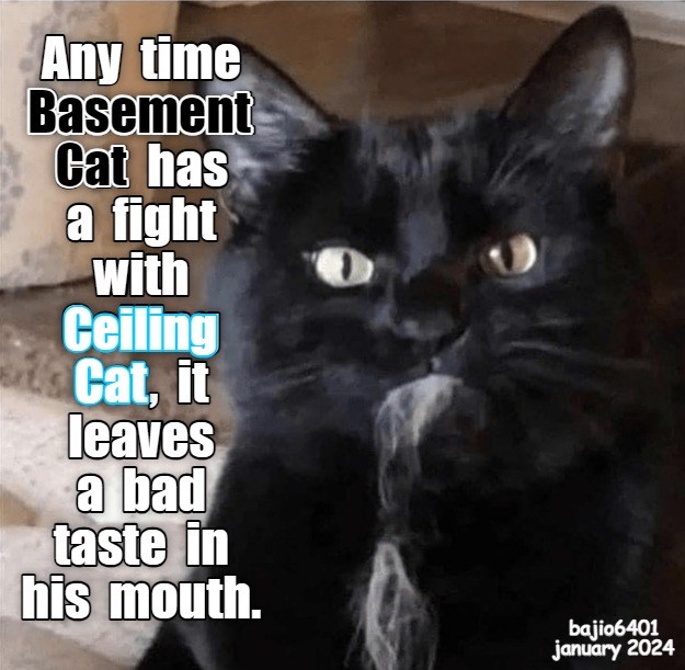 Yuck - Lolcats - lol | cat memes | funny cats | funny cat pictures with ...