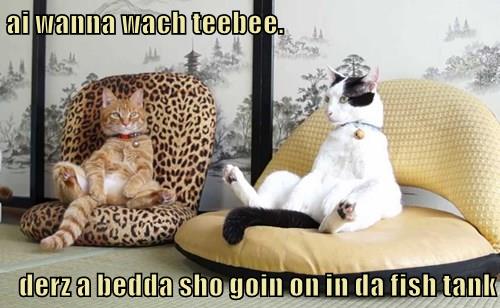 Fish Tank - Lolcats - lol | cat memes | funny cats | funny cat pictures ...