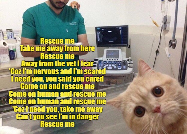Rescue me - Lolcats - lol | cat memes | funny cats | funny cat pictures ...