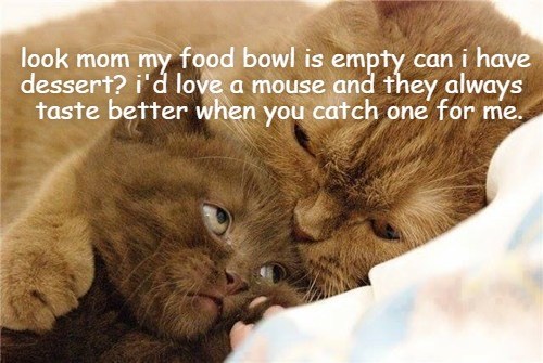 Help from mom - Lolcats - lol | cat memes | funny cats | funny cat ...