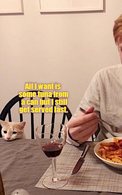 Just some tuna - Lolcats - lol | cat memes | funny cats | funny cat ...