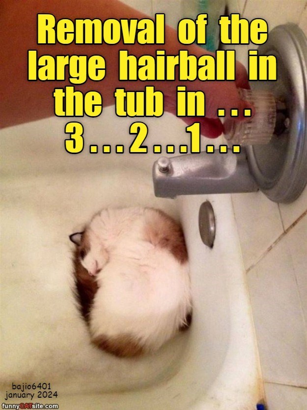 Rude awakening - Lolcats - lol | cat memes | funny cats | funny cat ...