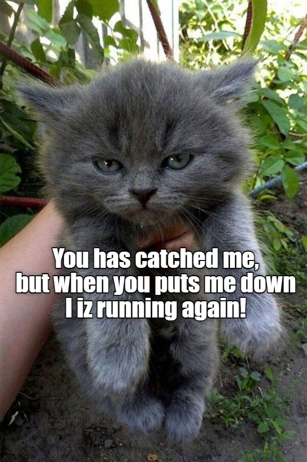 Been caught - Lolcats - lol | cat memes | funny cats | funny cat ...