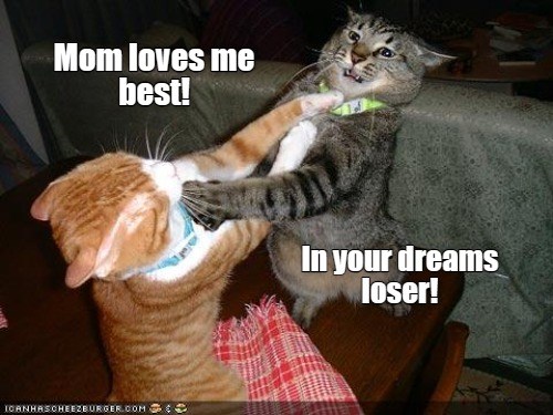 Are you two fighting again? - Lolcats - lol | cat memes | funny cats ...