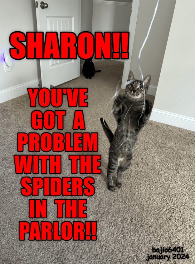 A problem - Lolcats - lol | cat memes | funny cats | funny cat pictures ...