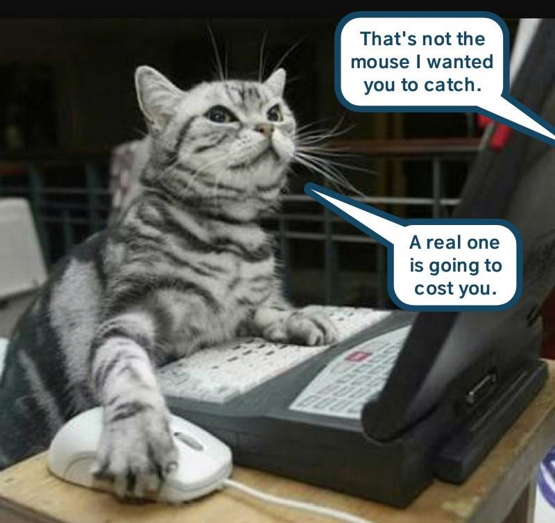 Hand over your credit card - Lolcats - lol | cat memes | funny cats ...